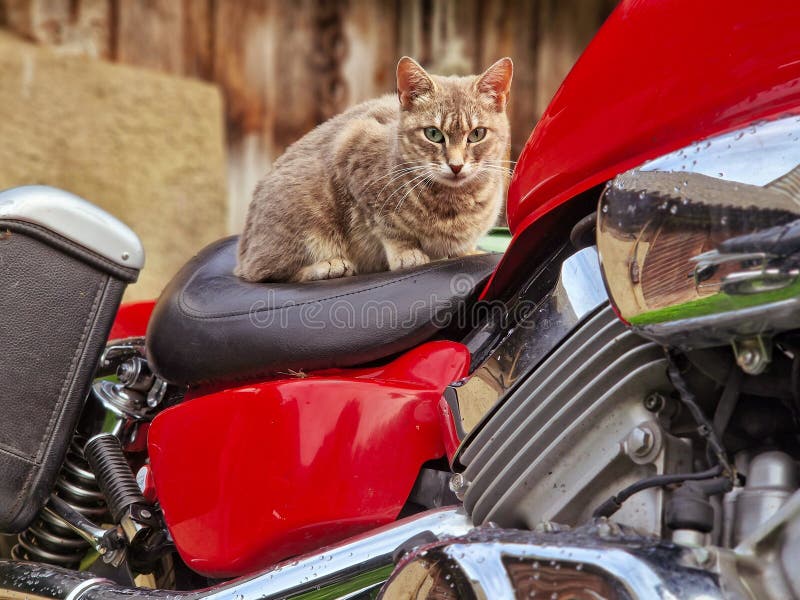Cat perching on motorcycle stock image. Image of kitty - 267054625