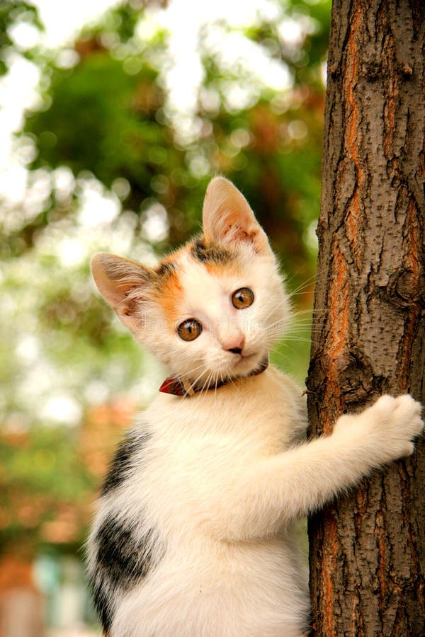 A cat perching in a tree stock photo. Image of pets, climbing - 4108206