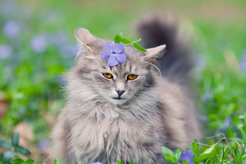 Cat on the periwinkle lawn stock image. Image of tall - 41653341