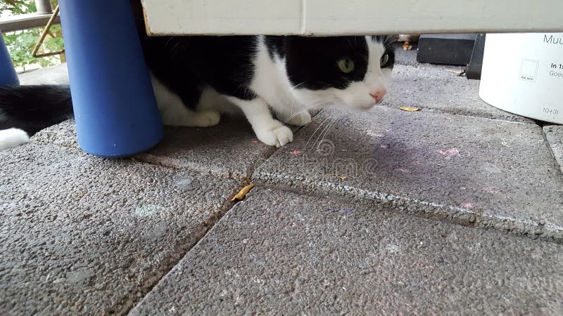 Cat perspective stock photo. Image of black, door, perspective - 77049872