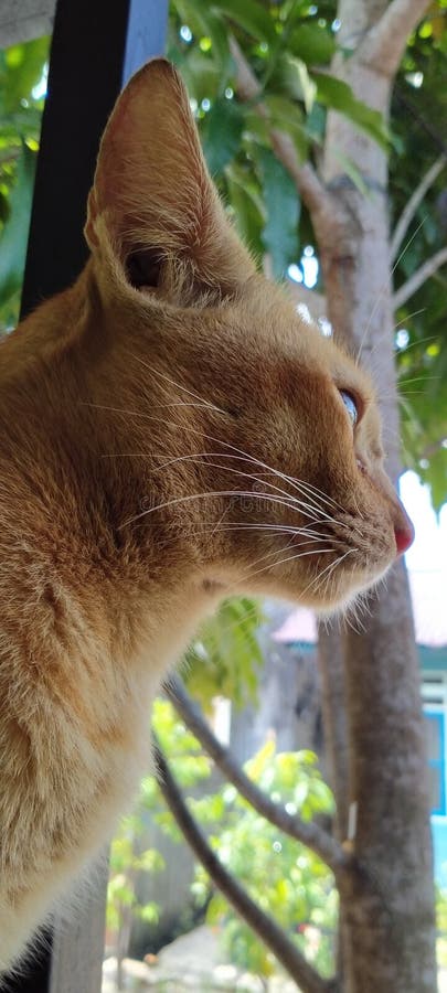 Cat Perspective stock photo. Image of model, cute, perspective - 202768302