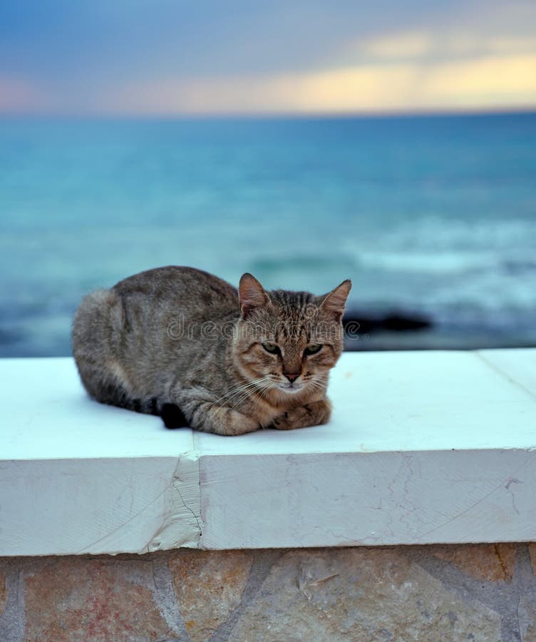 Cat in pescoluse stock photo. Image of salento, kitten - 312002854