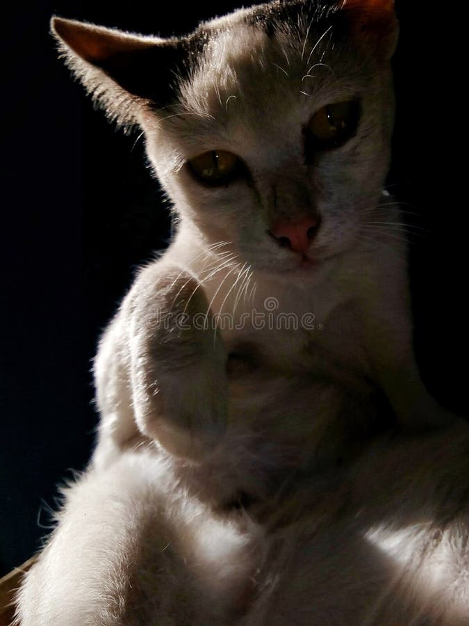 Cat, Pet, Animal, Cute, Itchy, Scratching Stock Photo - Image of cute ...