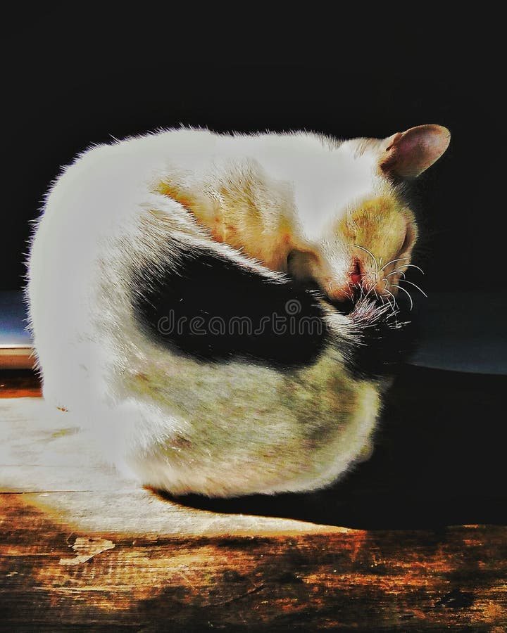 Cat, Pet, Animal, Cute, Itchy, Scratching,sleeping Stock Image - Image ...