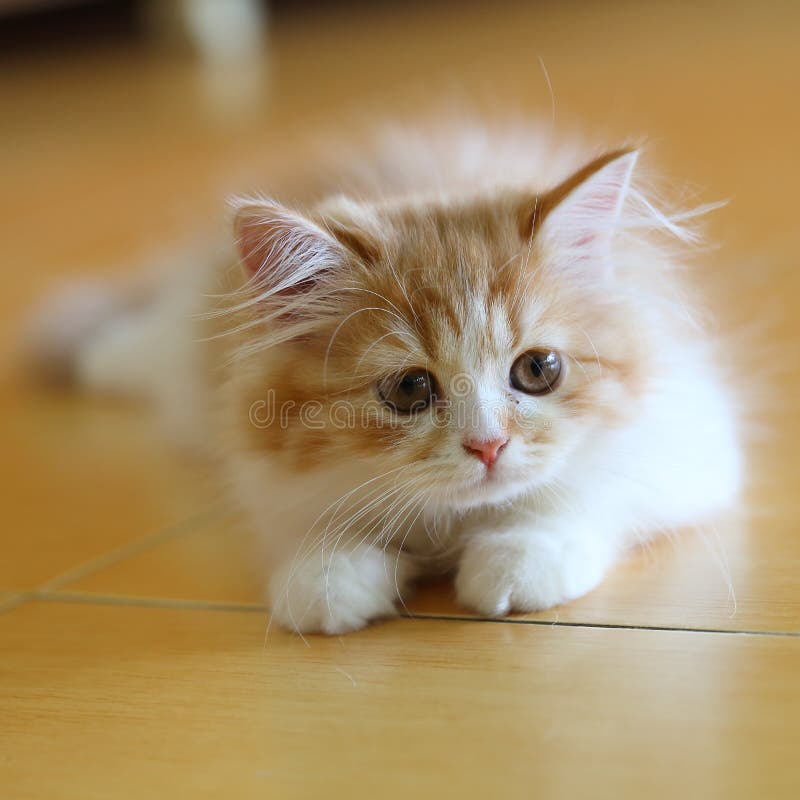 Cat pet kitty stock photo. Image of adorable, view, cute - 32889854