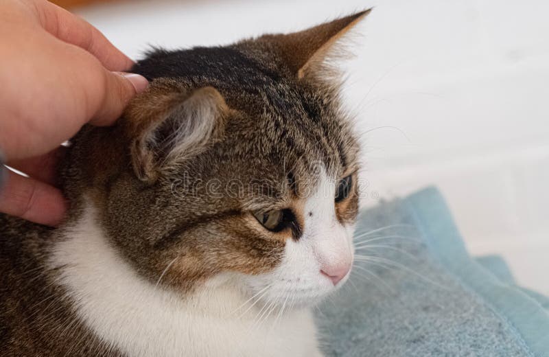 Cute Cat Getting Petted Stock Photos - Free & Royalty-Free Stock Photos ...