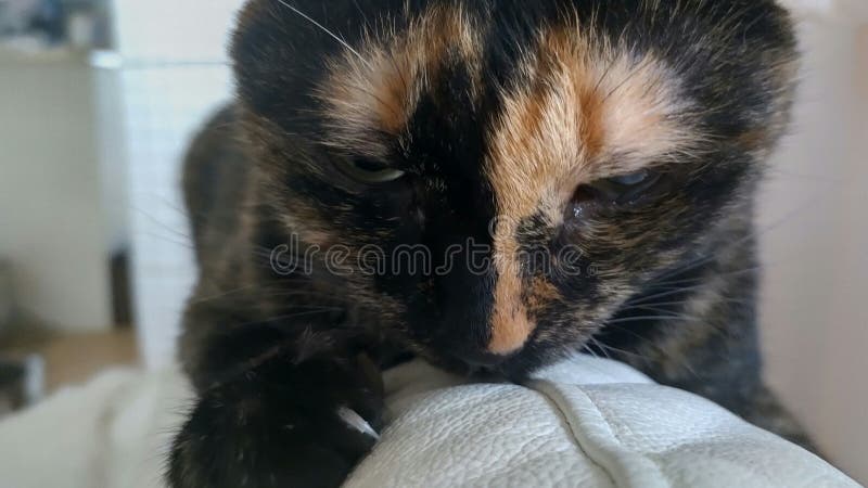 Cat pet skin stock image. Image of animal, nose, kitten - 226914431