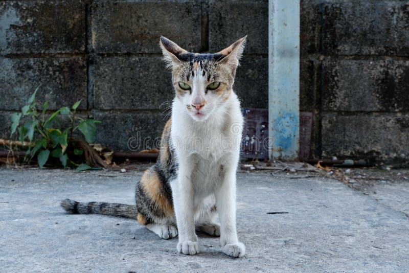 The Cat is a Pet, Very Cute. Stock Photo - Image of people, cute: 158503920