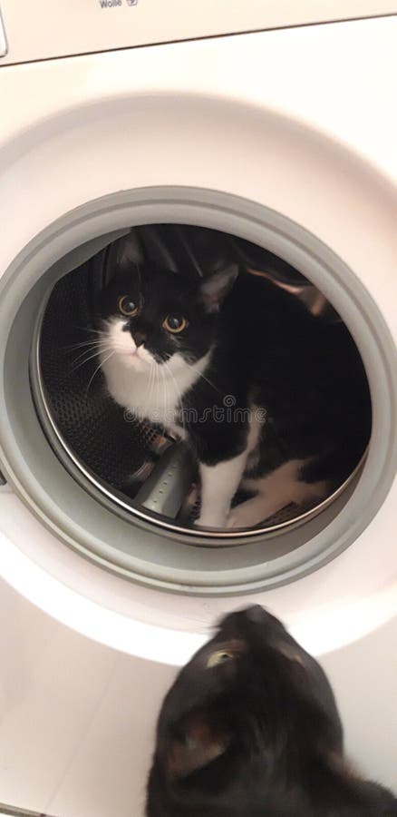 Cat pet washing machine stock photo. Image of whiskers - 180856850