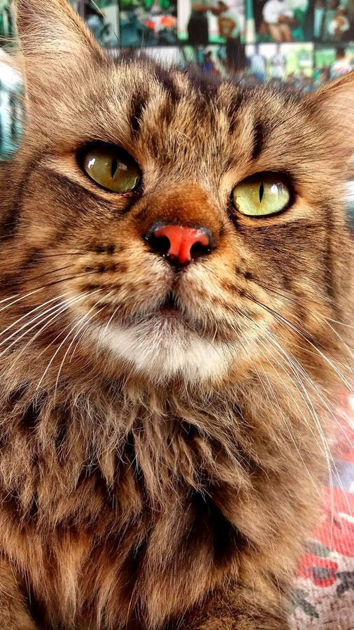 Cat stock image. Image of domestic, pets, tigercat, animals - 115636861