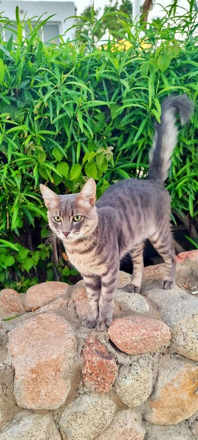 Cat pets wildcat nature stock image. Image of nature - 368254095