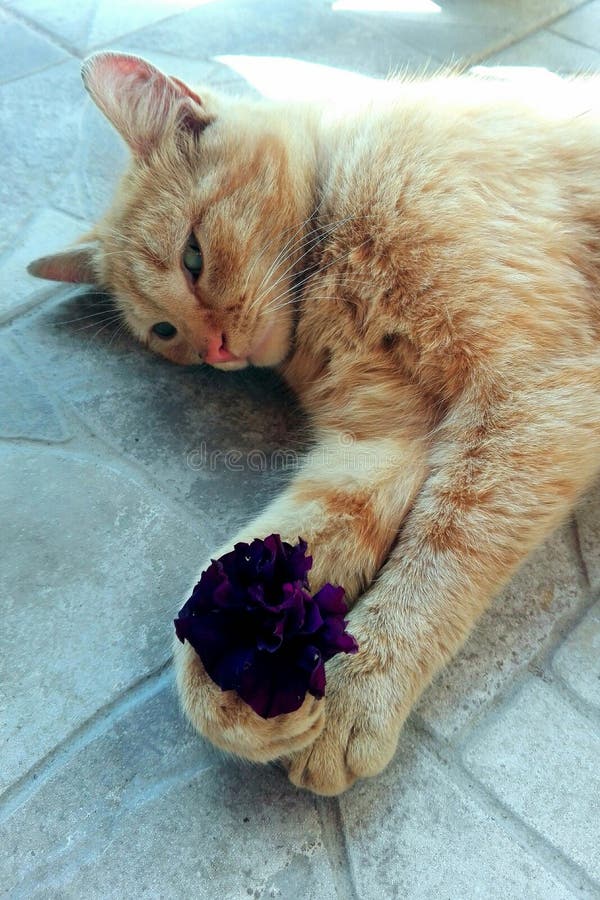 727 Cat Holding Flower Stock Photos - Free & Royalty-Free Stock Photos ...