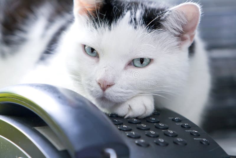 The People Who Came To the Exhibition Hand To Choose a Pet Editorial ...