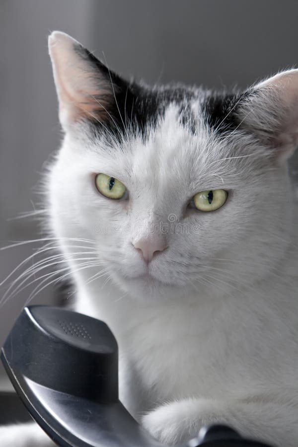 Cat is on the phone. stock photo. Image of phone, communication - 7896202