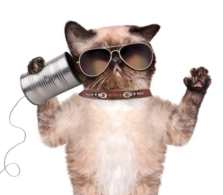 Cat on the Phone with a Can Stock Photo - Image of headphone, call ...