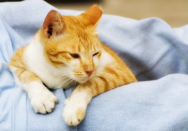 Cat photo - Alert stock image. Image of contemplate, think - 789389