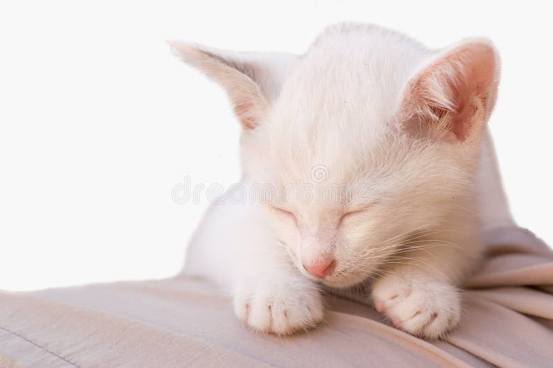 Cat Photo - Angelic Sleep 3 Stock Image - Image of peace, restful: 923487