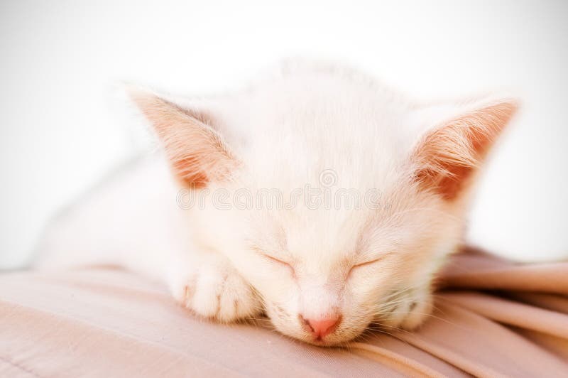 Cat photo - Angelic sleep stock image. Image of kitten - 923489