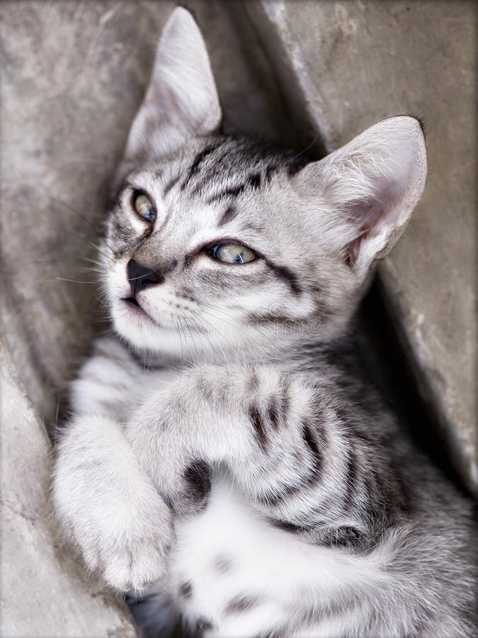 Cat photo - Cheeky stock image. Image of inquisitive, tabby - 789345