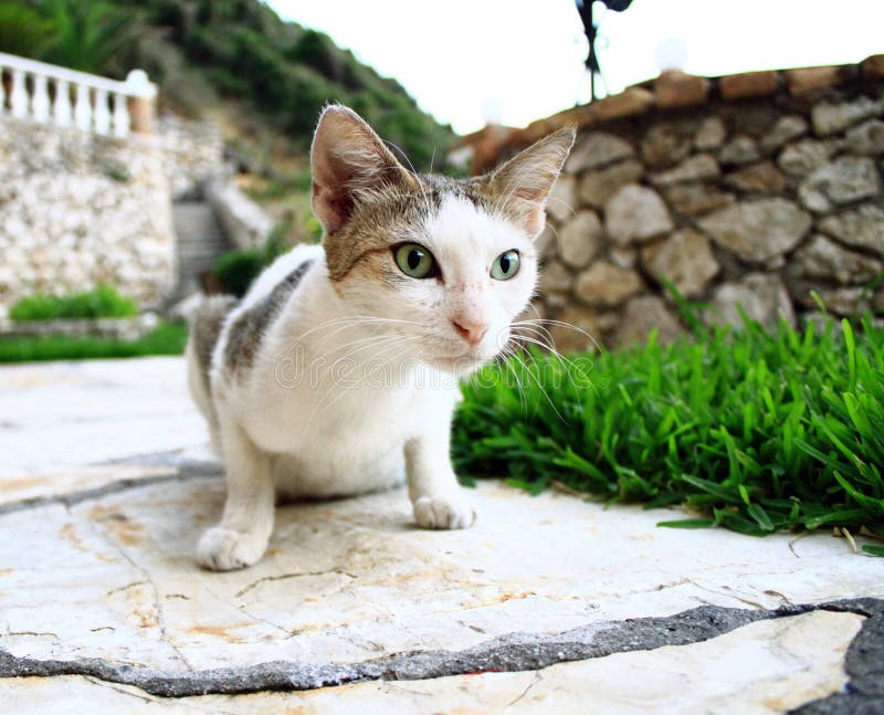 Cat stock photo. Image of corfu, summer, island, greece - 35858822