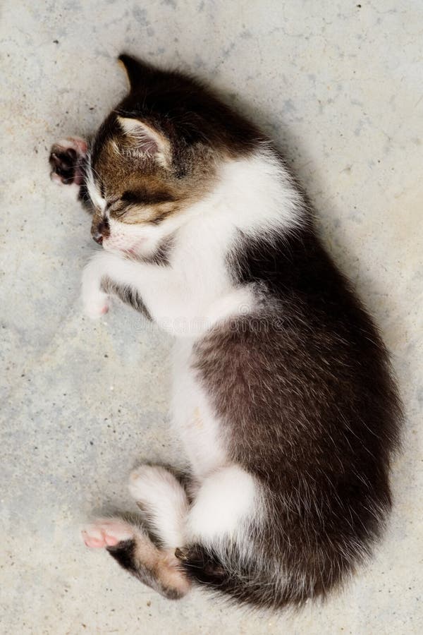 Cat photo - Curled up stock photo. Image of angelic, sleep - 973058 Cat photo - Curled up stock photo. Image of angelic, sleep - 973058