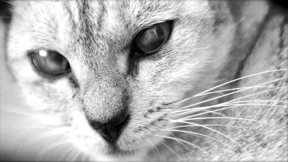 Cat photo - Evil stare stock photo. Image of monochromatic - 789368