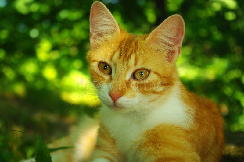 Cat stock photo. Image of redhead, sweet, kittie, nature - 30524092