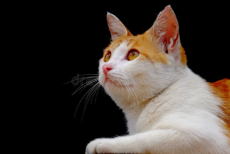 Cat Photographed from the Side Stock Photo - Image of stare ...