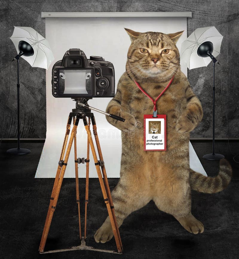 Cat photographer in studio stock image. Image of professional - 124561547