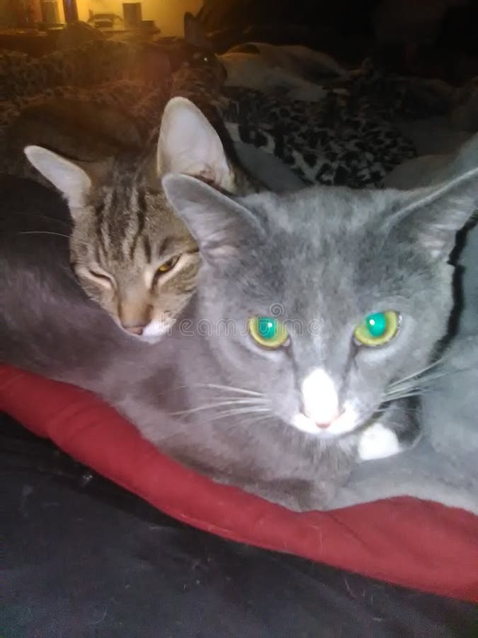 Cat Photography stock image. Image of sleeping, together - 114640871