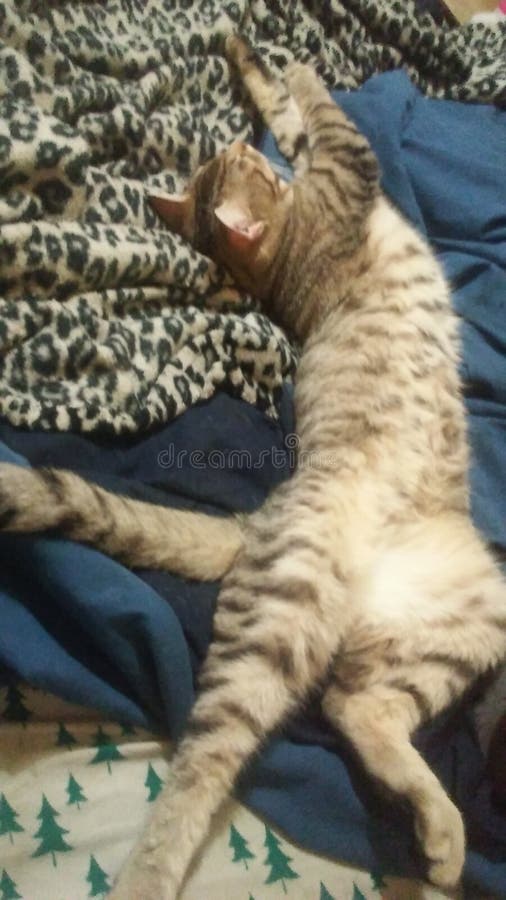 Cat Photography stock photo. Image of relaxi, kitty - 114641304