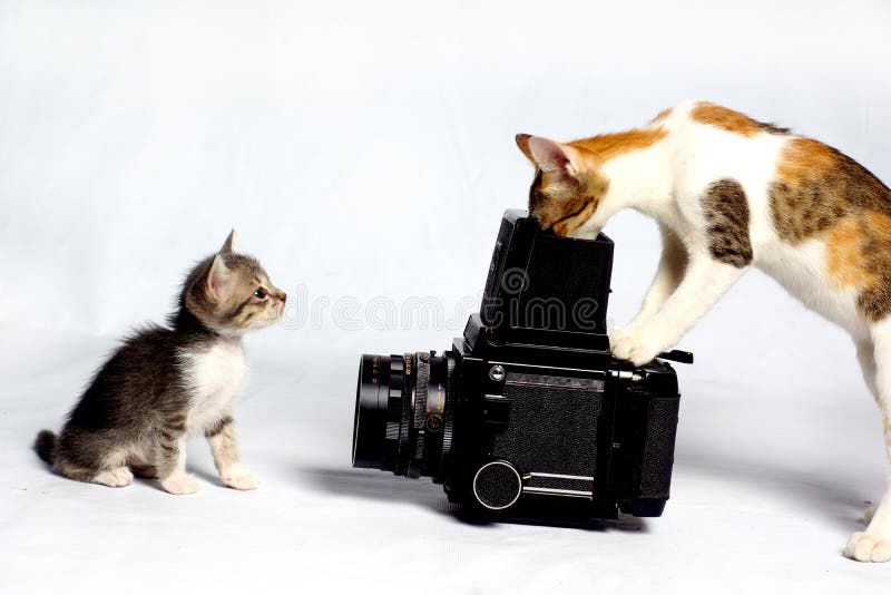 Cat photography stock image. Image of photographer, lens - 30857999