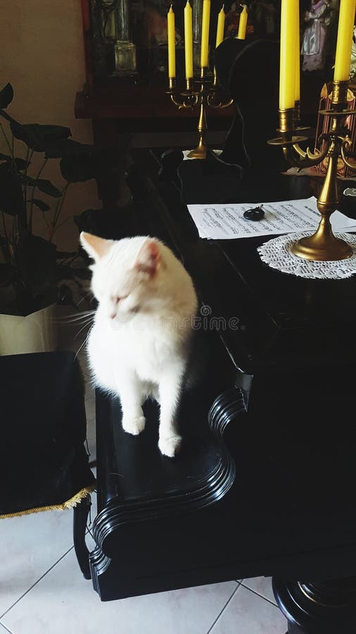 Cat piano classical music stock photo. Image of music - 191398176