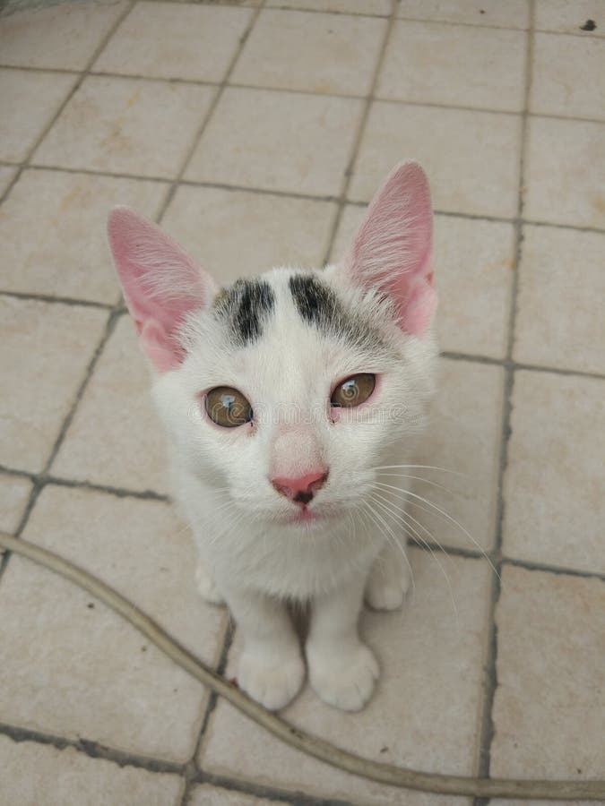 Cat stock image. Image of like, hope - 137046865