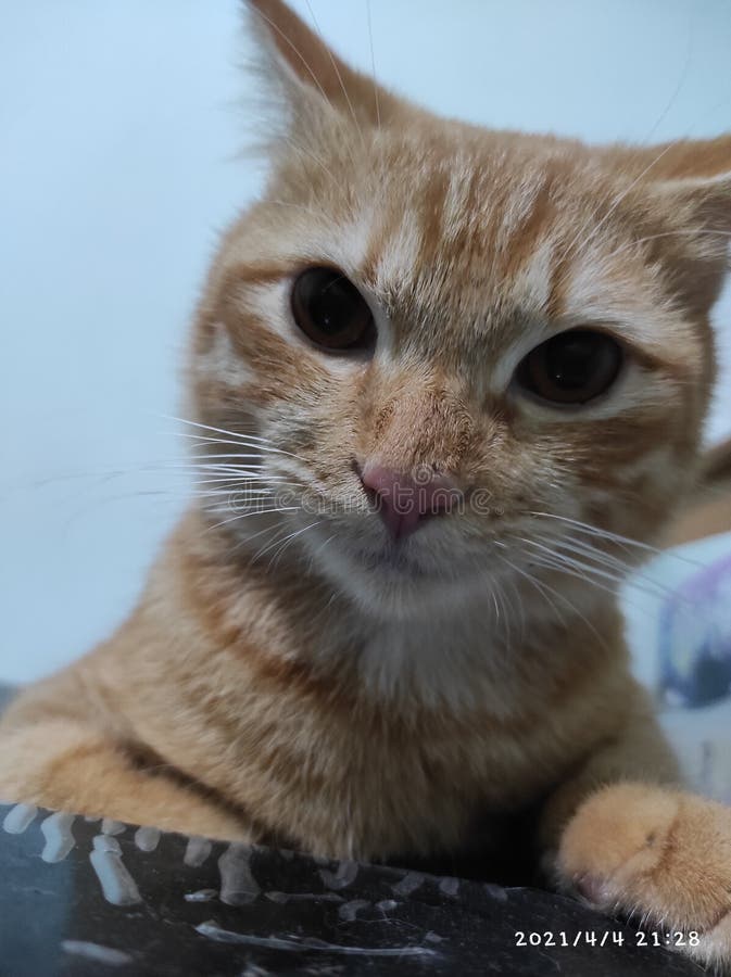 Cat with pierce eyes stock image. Image of skin, eyes - 219775203