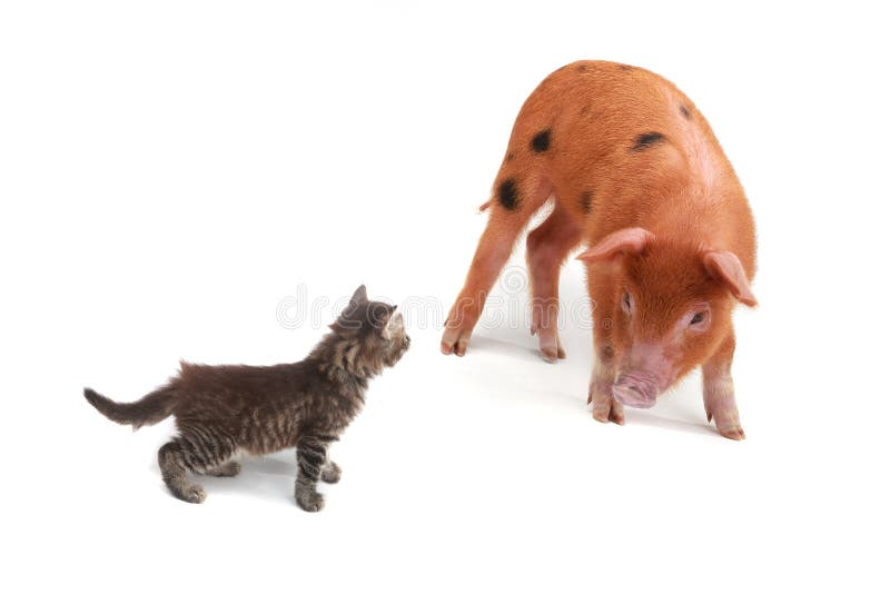 Cat and pig stock photo. Image of mammal, humour, meat - 100334084