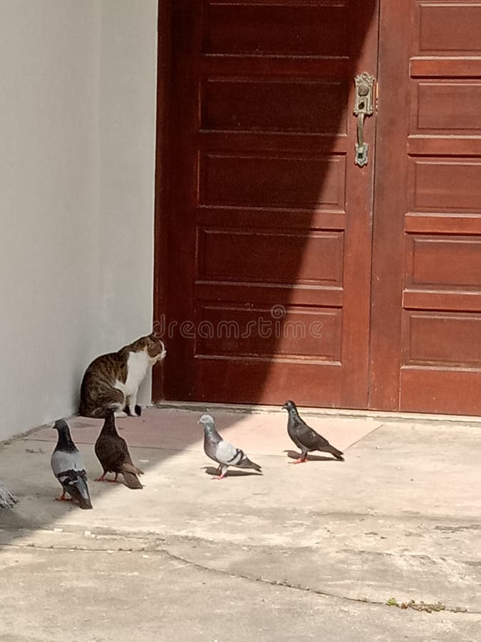 Cat and pigeon meet up stock photo. Image of meet, photograph - 375735704