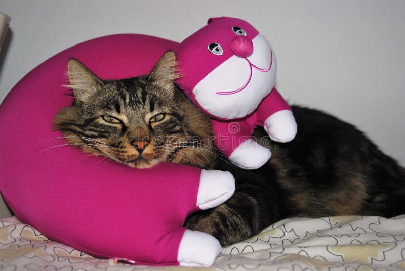 Cat stock photo. Image of mammal, look, nature, eyes - 92233062