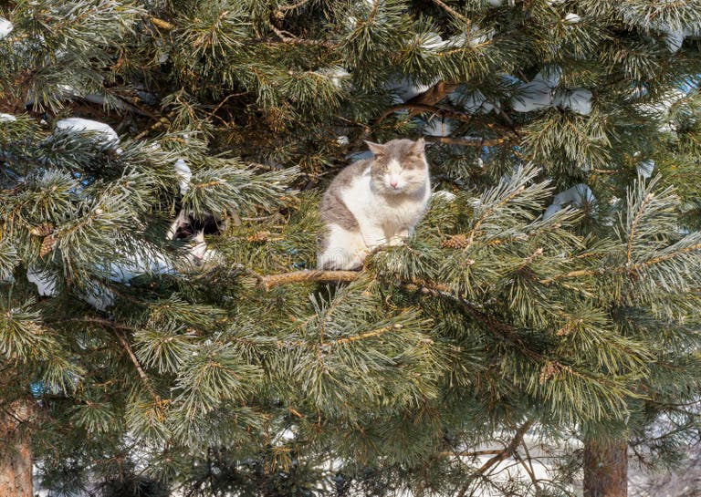 Cat on the pine tree. stock photo. Image of young, natural - 211288992