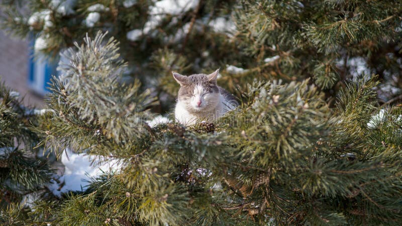 Cat on the pine tree. stock image. Image of kitty, wood - 211288985