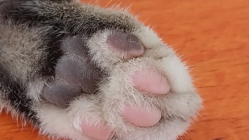Cat Pink Cute Squishy Toe Beans Stock Photo - Image of pink, beans ...