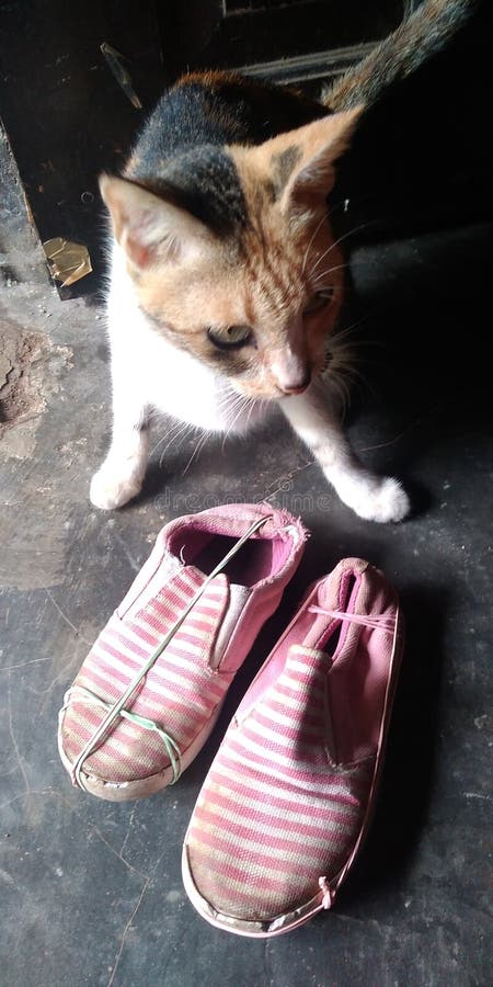 Cat and Pink Shoes Battered Neglected Stock Photo - Image of puppy ...