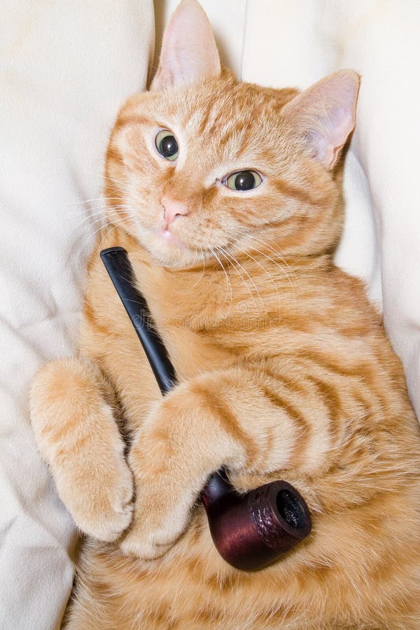 Cat and pipe stock photo. Image of tobacco, sadness, kitten - 611408