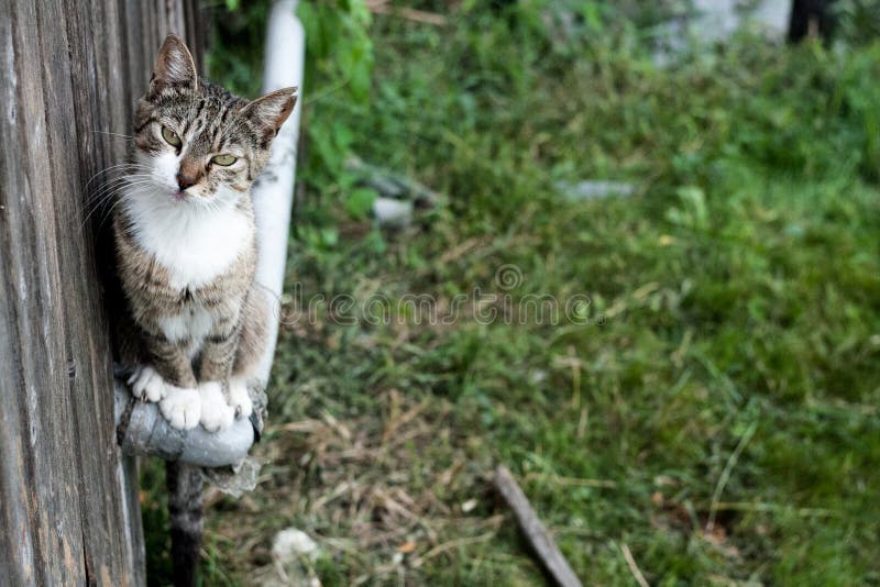 Cat on the pipe stock image. Image of industry, connections - 186807721