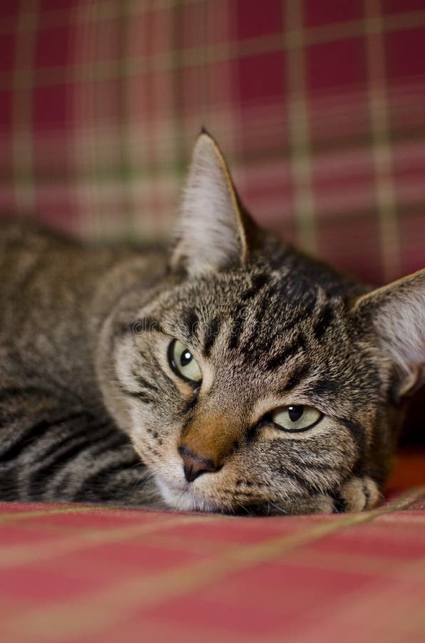 Cat with Plaid Background 1 Stock Image - Image of chirstmas, christmas ...