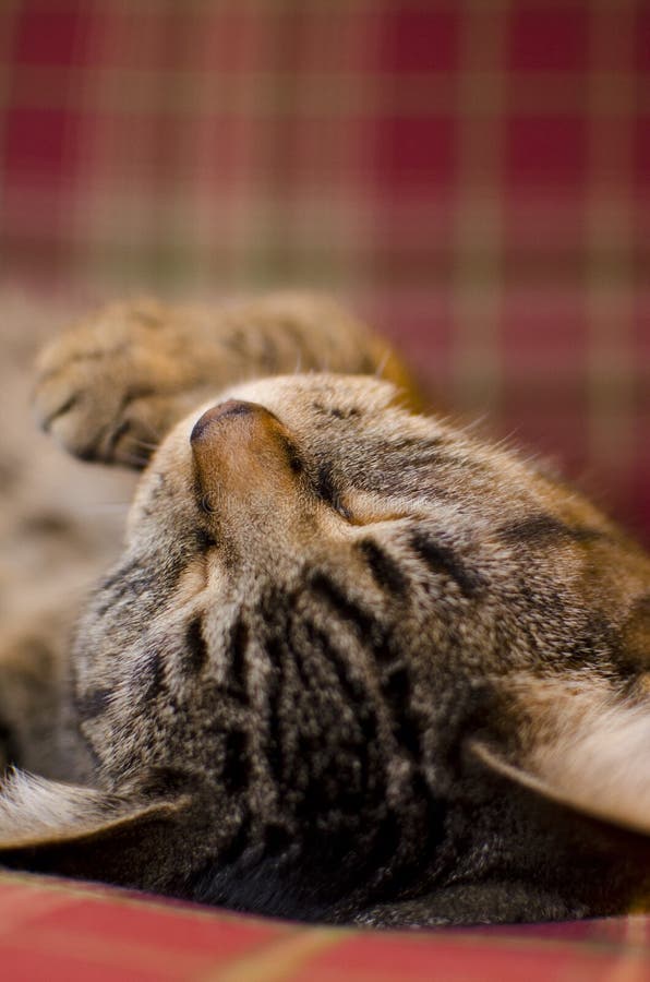 Cat with Plaid Background 2 Stock Image - Image of adorable, furry ...