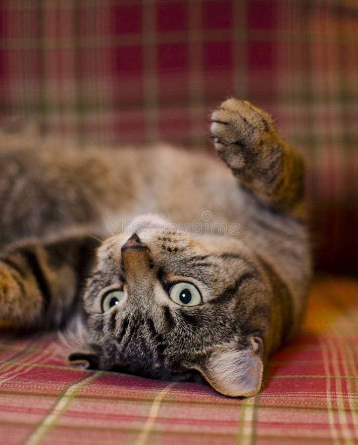 Cat with Plaid Background 6 Stock Photo - Image of back, striped: 22448536