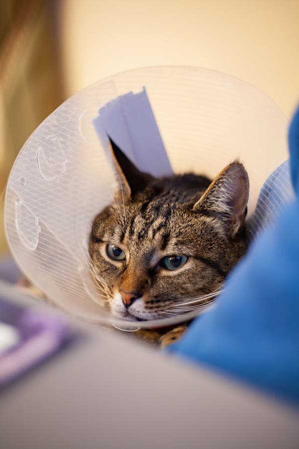 Angry Sad Cat in a Plastic Cone after Surgery Stock Image - Image of ...