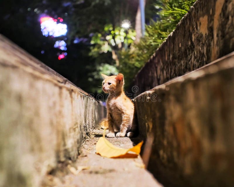 Cat play alone stock image. Image of alone, wildlife - 264085263