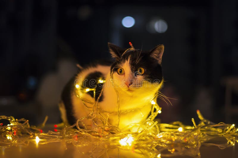 Cat Play Lamp in Dark Night, Very Beautiful Yellow Light Stock Image ...